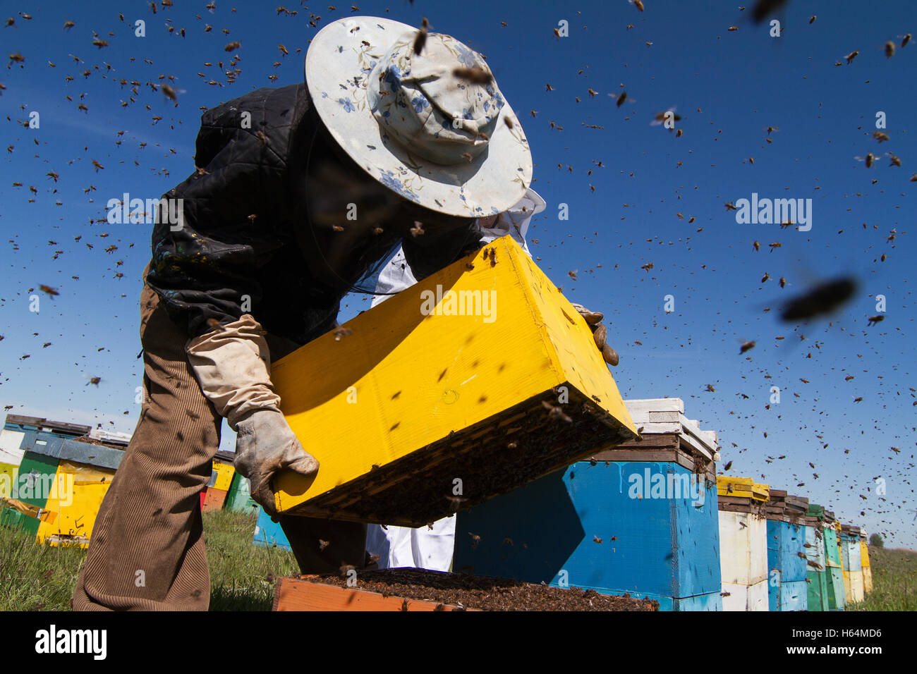Horizontal photo of beekeepers in white protection working on their bee ...