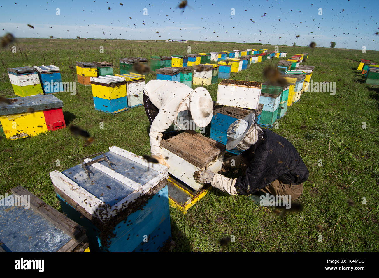 Horizontal photo of beekeepers in white protection working on their bee ...
