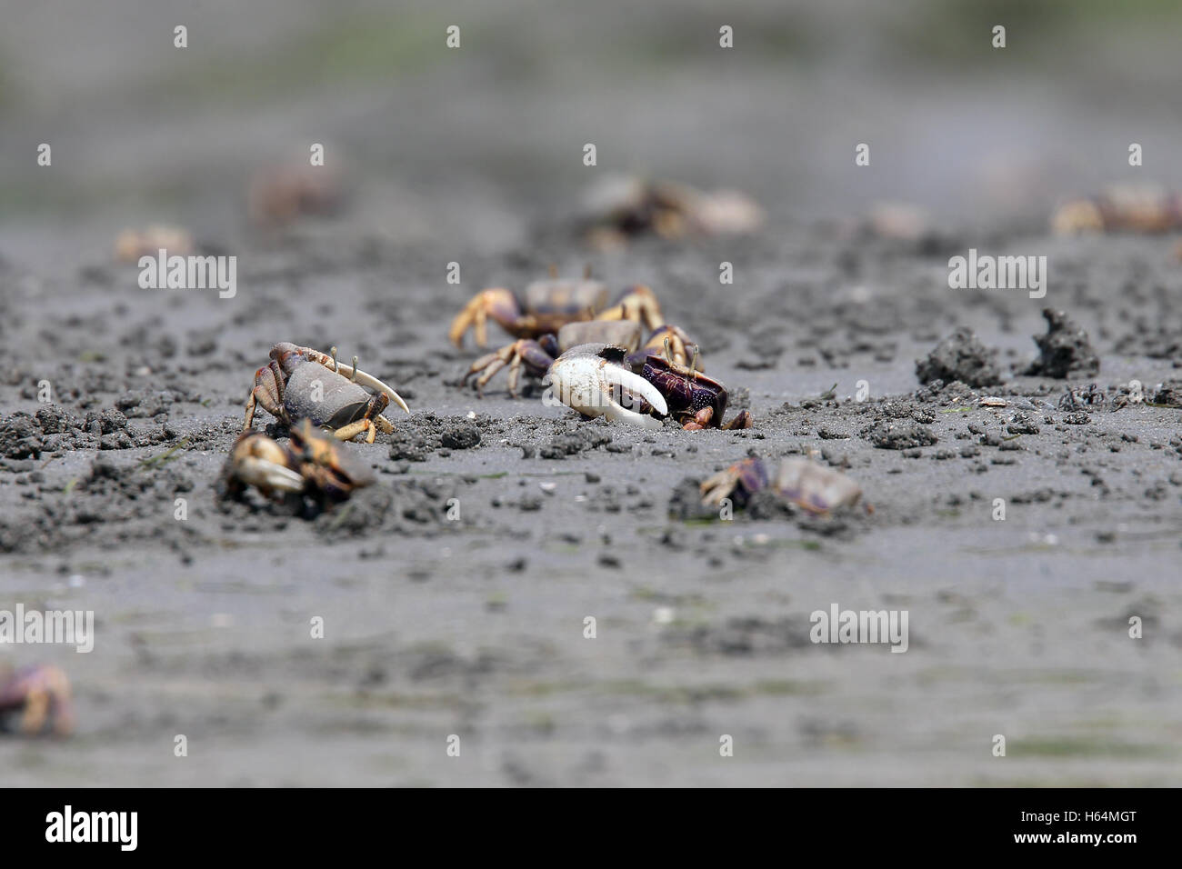 Moroccan Fiddler Crab (Uca tangeri), Merja Zerga, Morocco Stock Photo ...