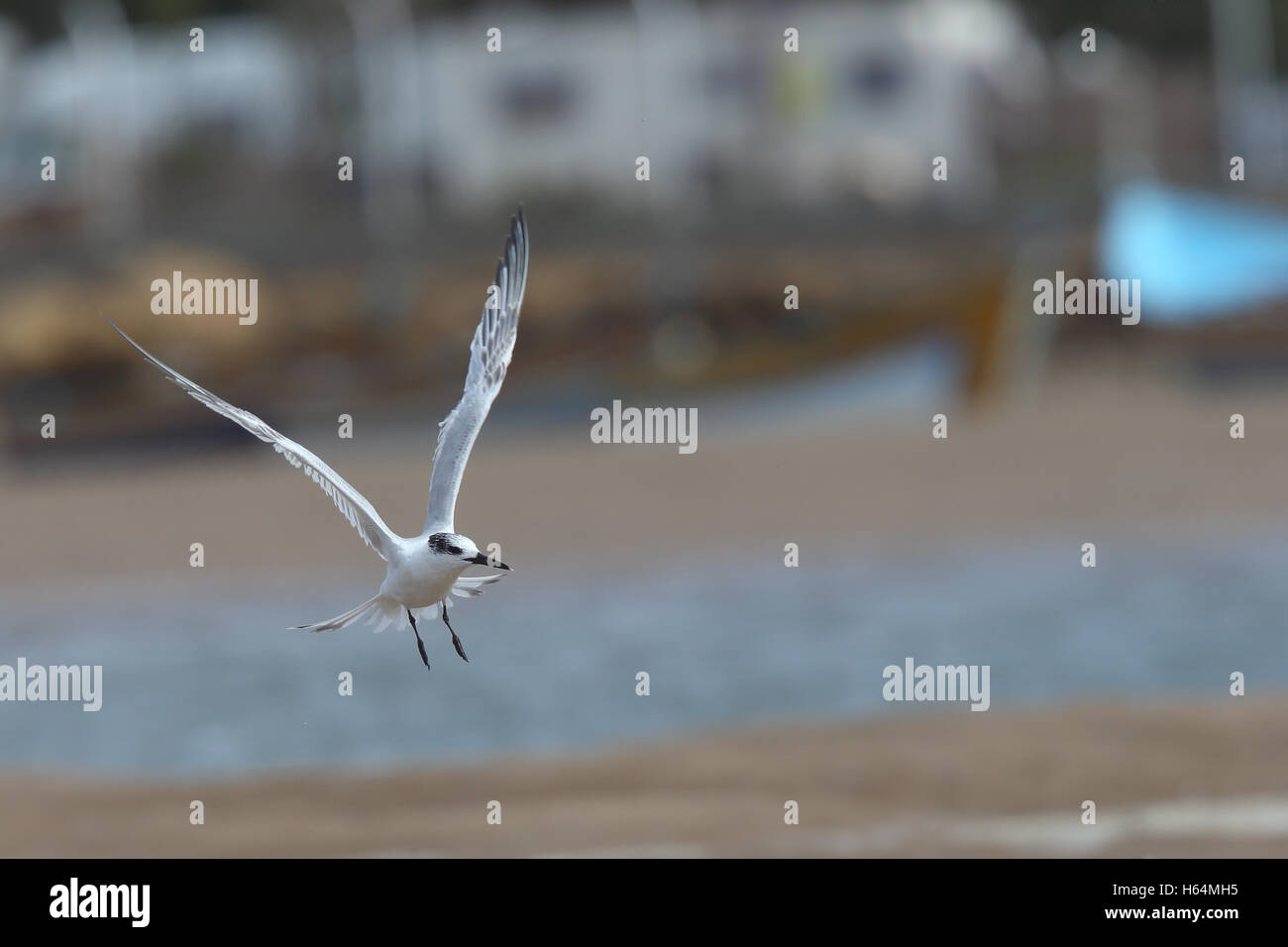 Sandwich Tern (Sterna sandvicensis) in winter plumage in flight, Merja ...