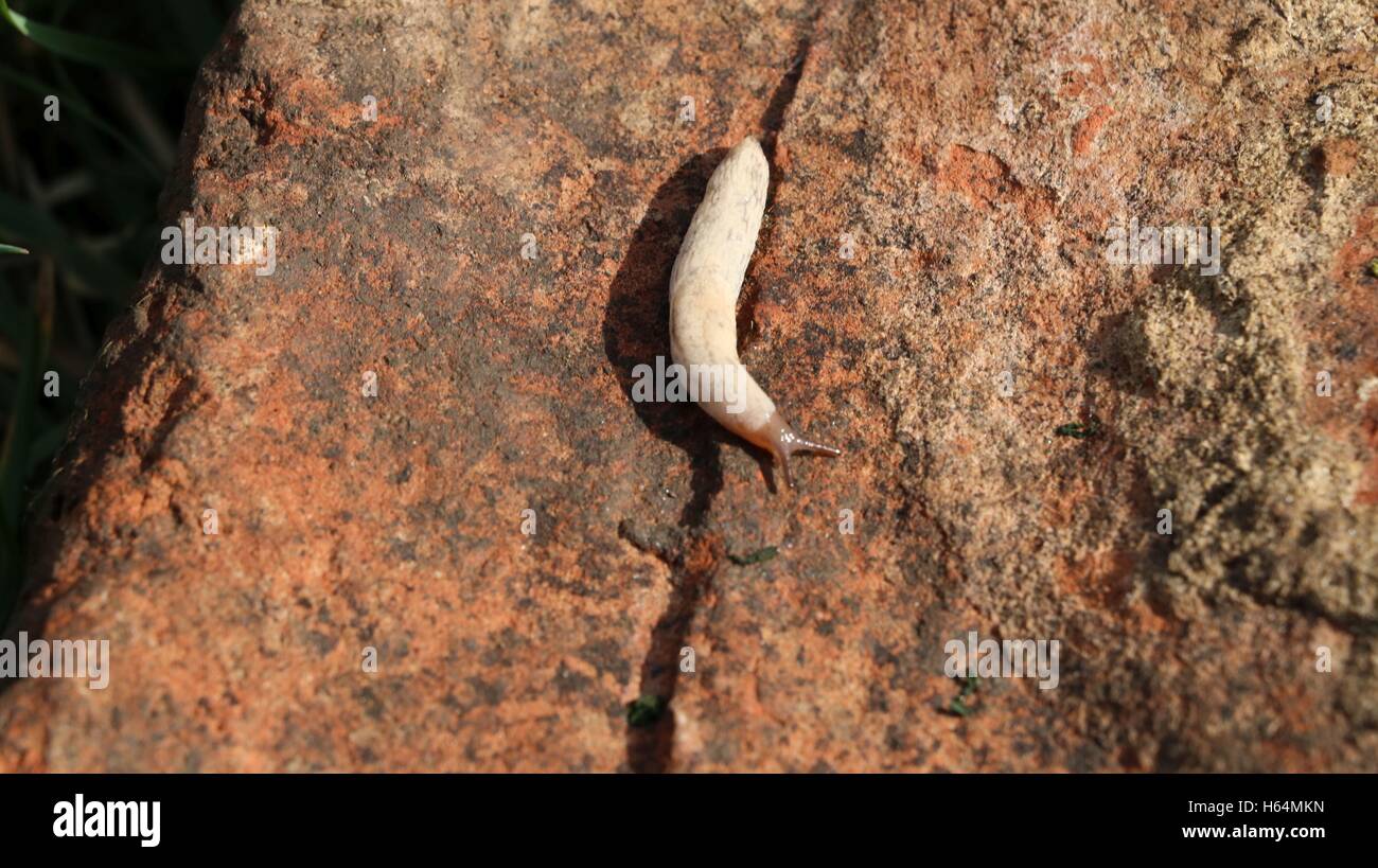 Slimy white forest slug crawling on the dirt of a wet forest bottom ...