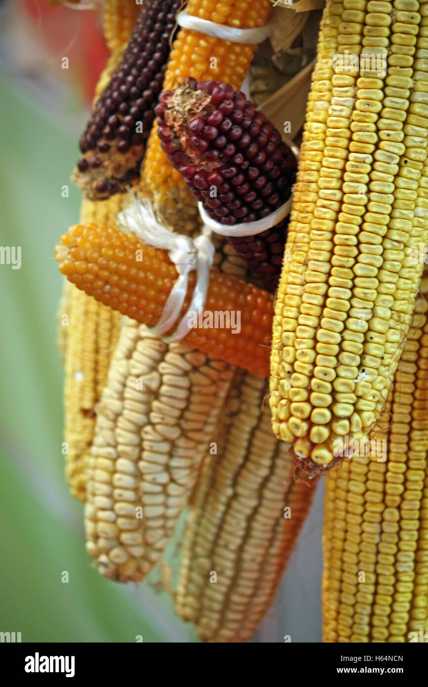 Old corn cob. Autumn vegetables Stock Photo - Alamy