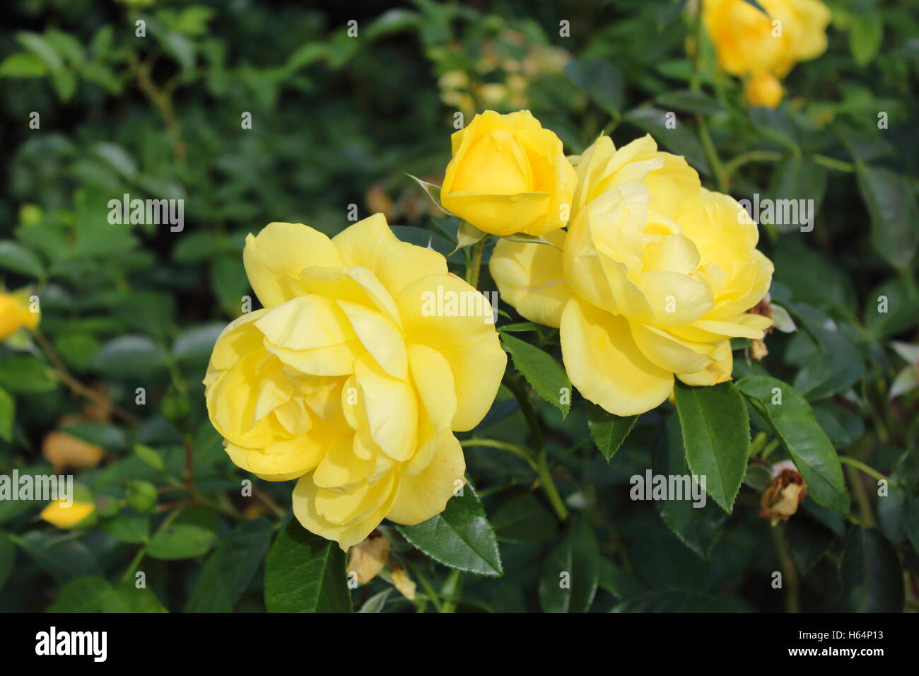 yellow rose flower Stock Photo - Alamy