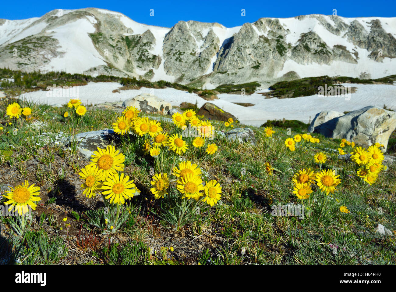Alpine meadow with closeup wild flowers in Snowy Range Mountains ...