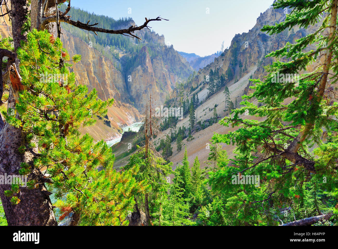 south rim of the canyon of the yellowstone in wyoming during summer ...