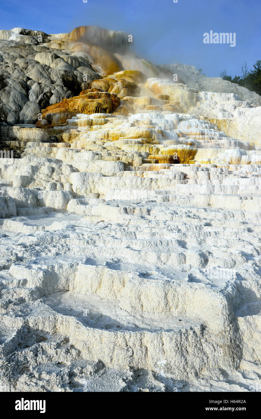 Palette Spring in Mammoth Hot Springs area of Yellowstone National Park ...