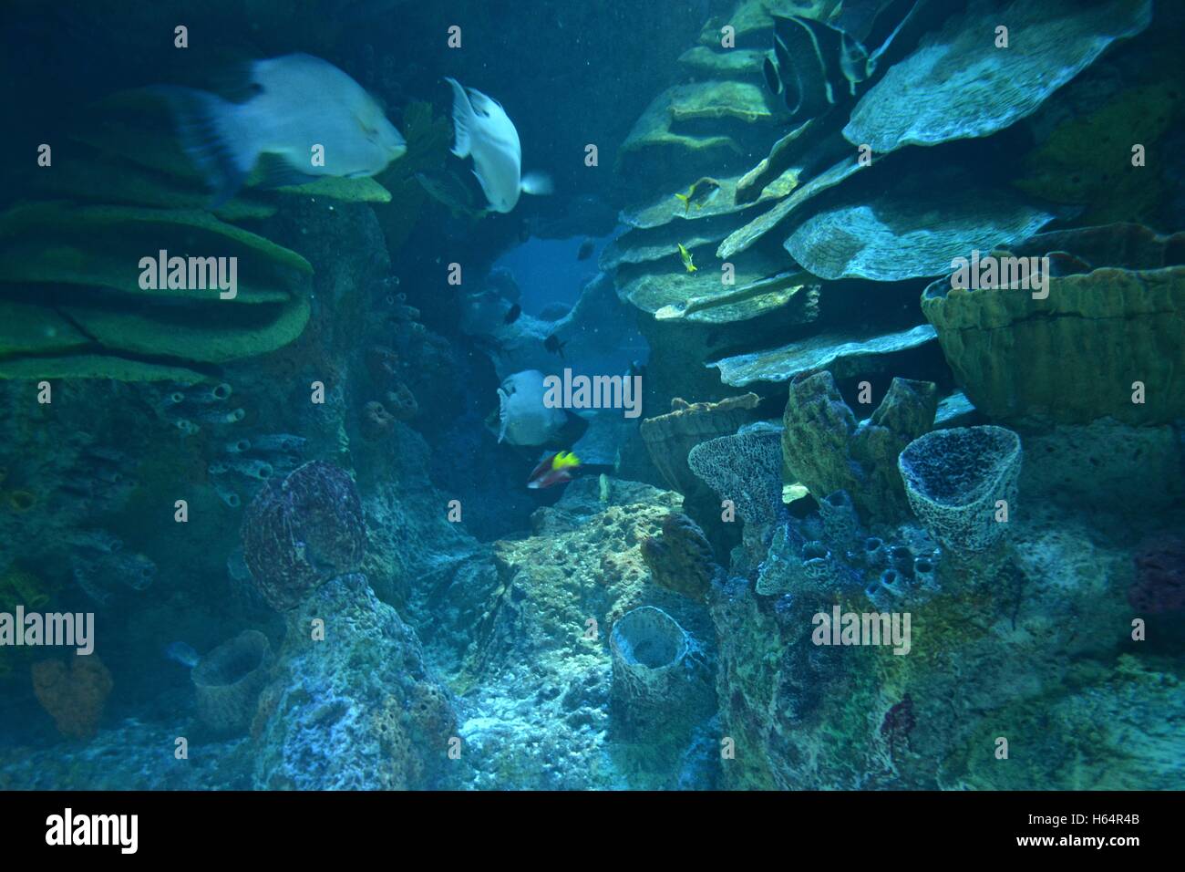 Blue reef aquarium england hi-res stock photography and images - Alamy