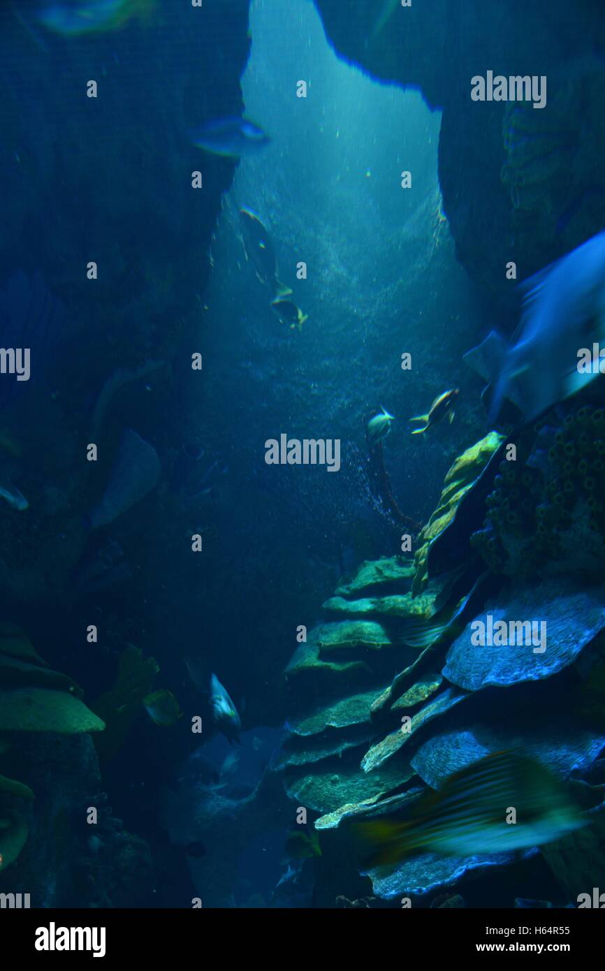 The large Ocean tank in the New England Aquarium in Boston ...