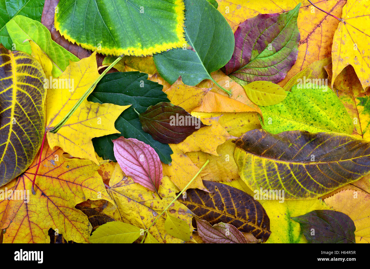 autumn season tree leaves texture pattern background Stock Photo - Alamy