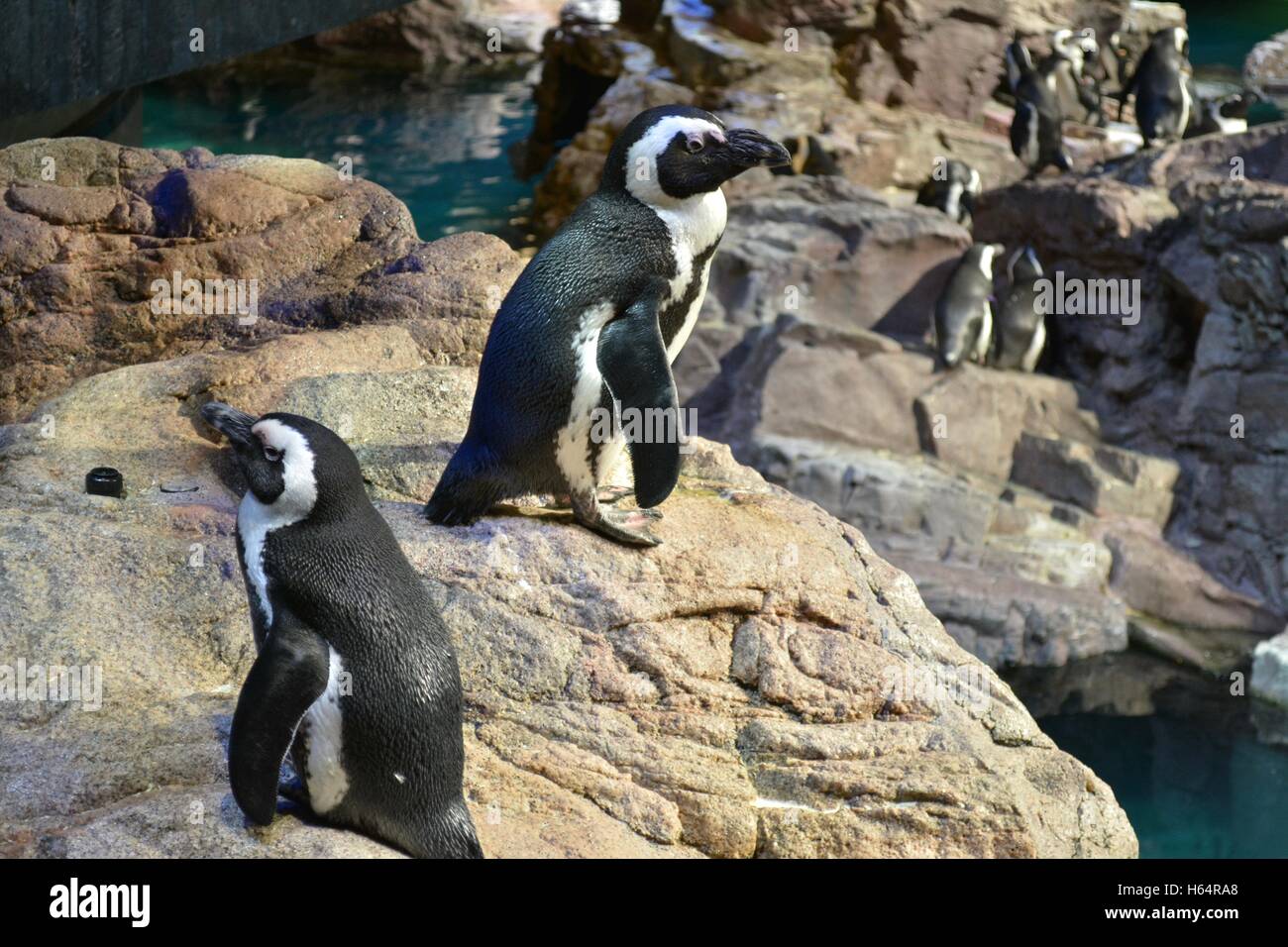 Turtle new england aquarium hi-res stock photography and images - Alamy