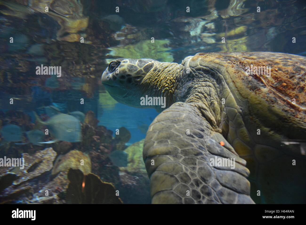 A Sea Turtle in the New England Aquarium in Boston Massachusetts Stock ...