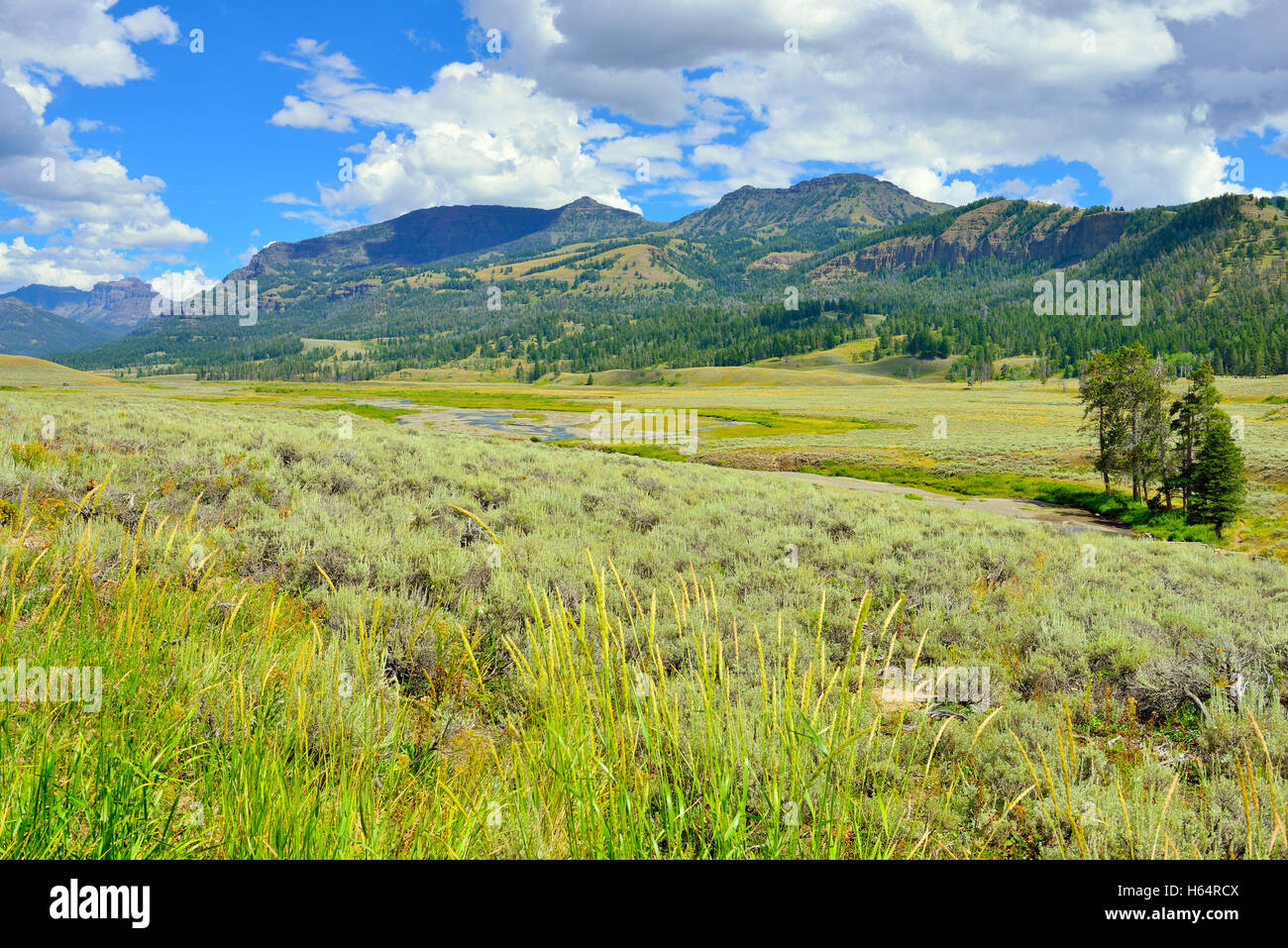Lamar Valley in Yellowstone National Park, Wyoming in summer Stock ...