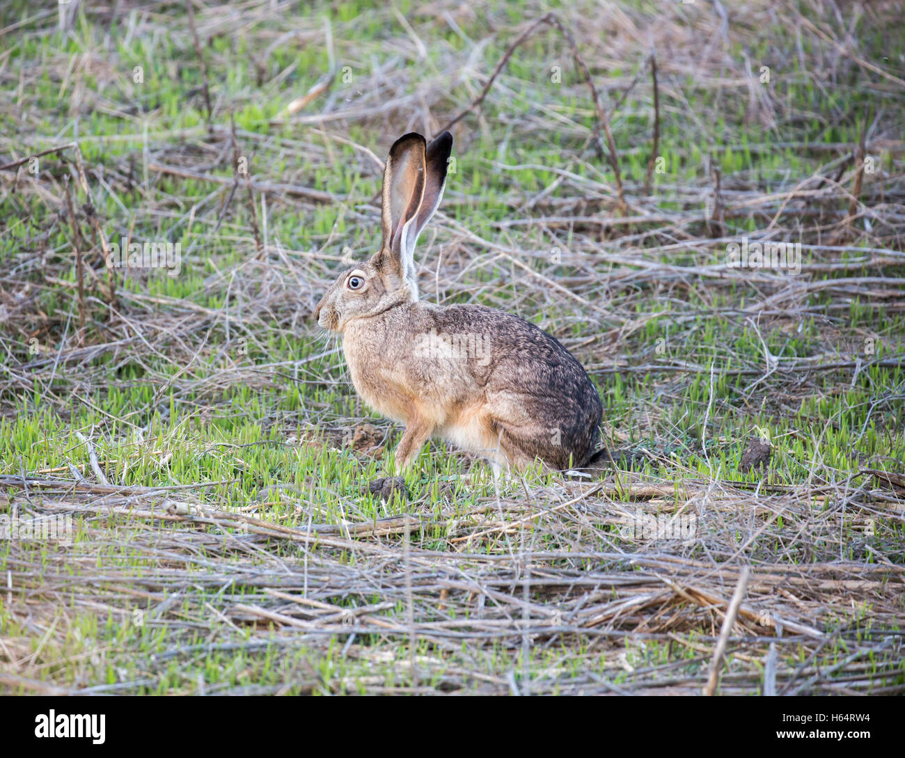 Black-tailed Jackrabbit - Lepus californicus Stock Photo - Alamy
