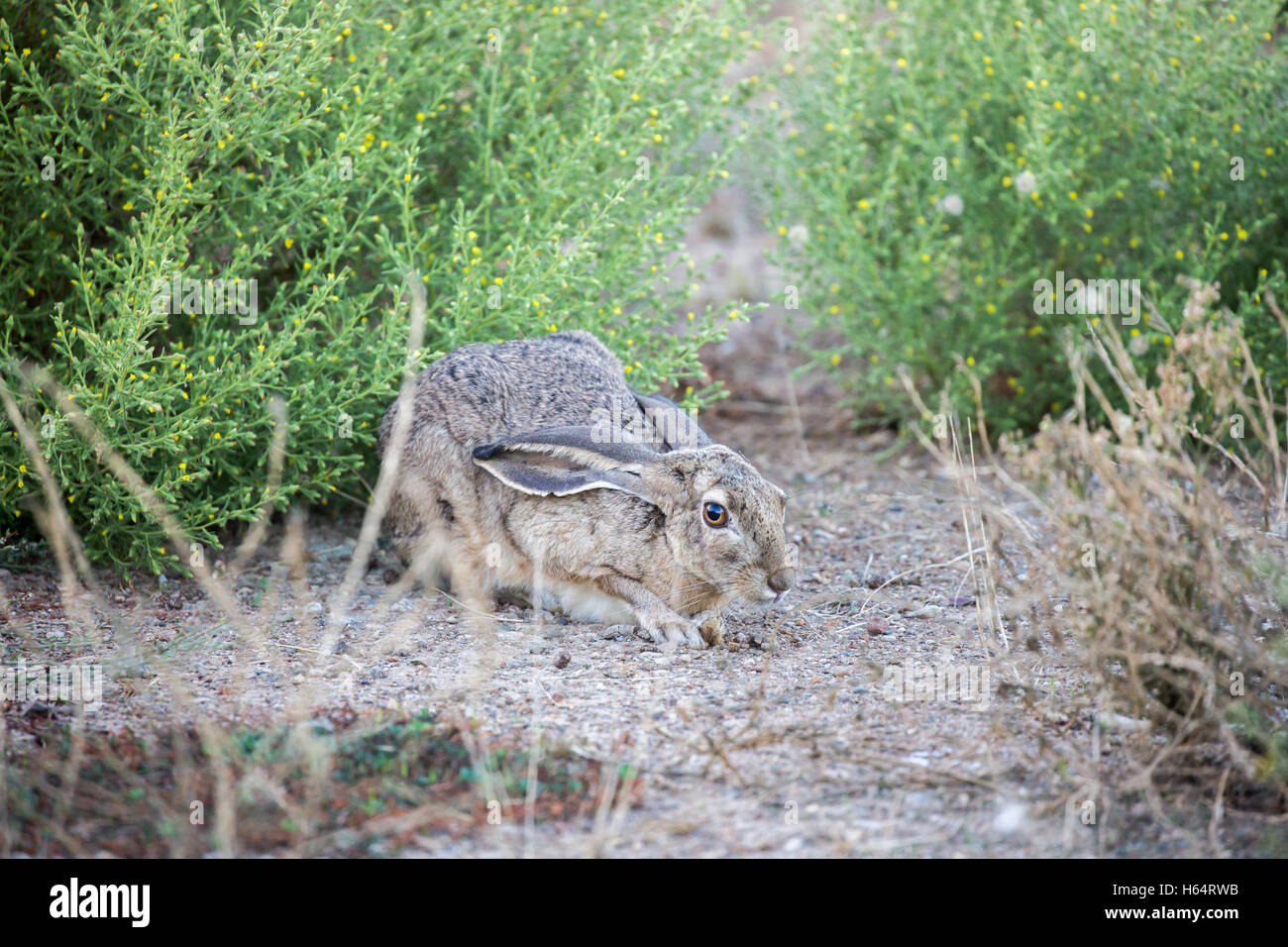 Black tailed jackrabbit american desert hare hi-res stock photography ...