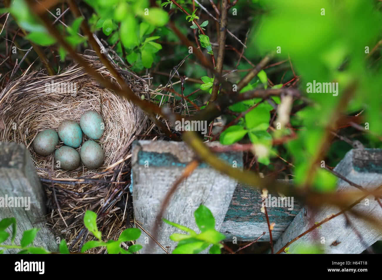 bird nest in nature Stock Photo - Alamy