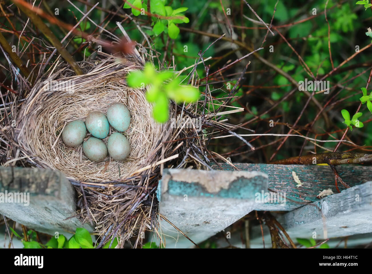 bird nest in nature Stock Photo - Alamy