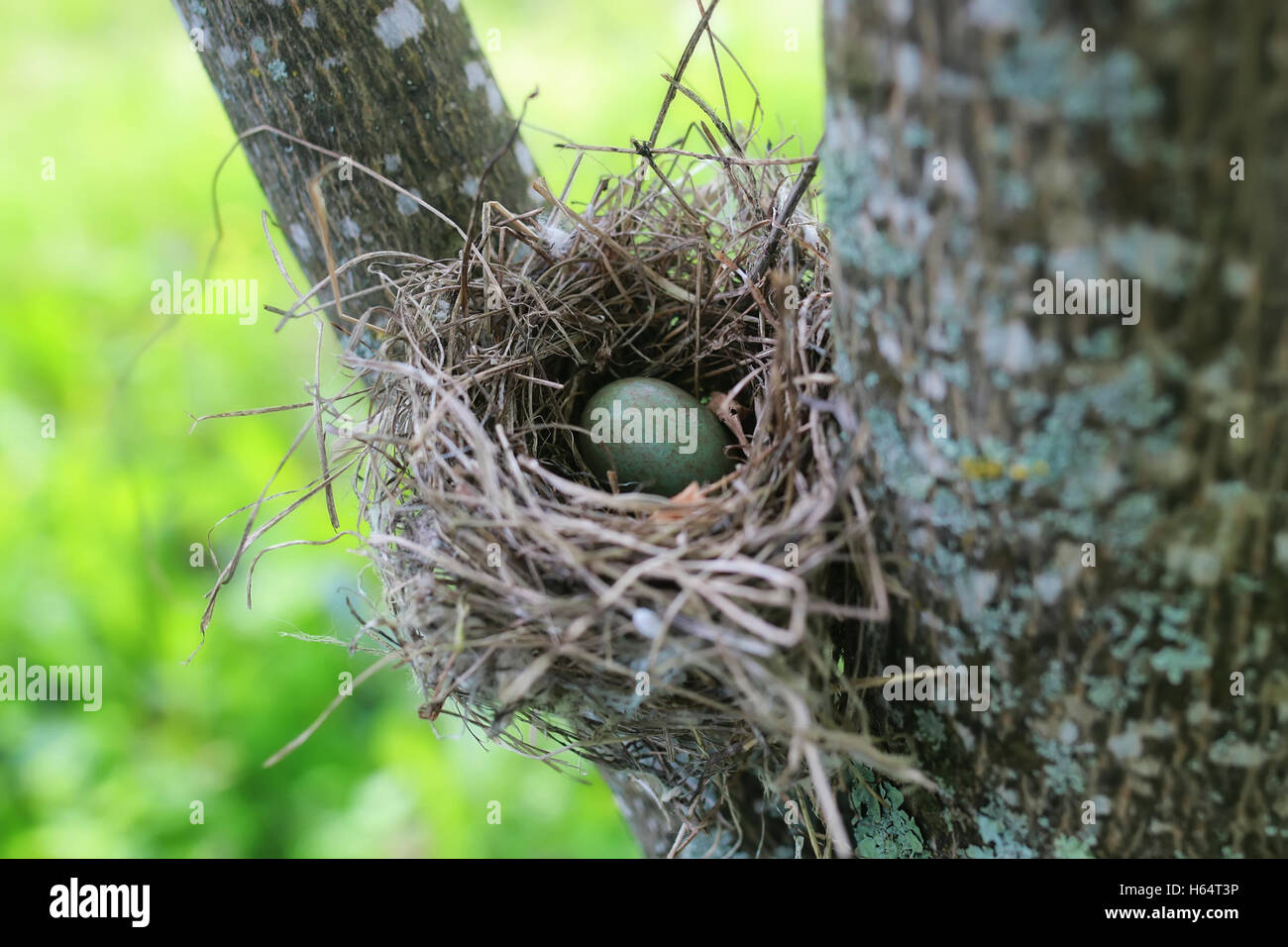 bird nest in nature Stock Photo - Alamy