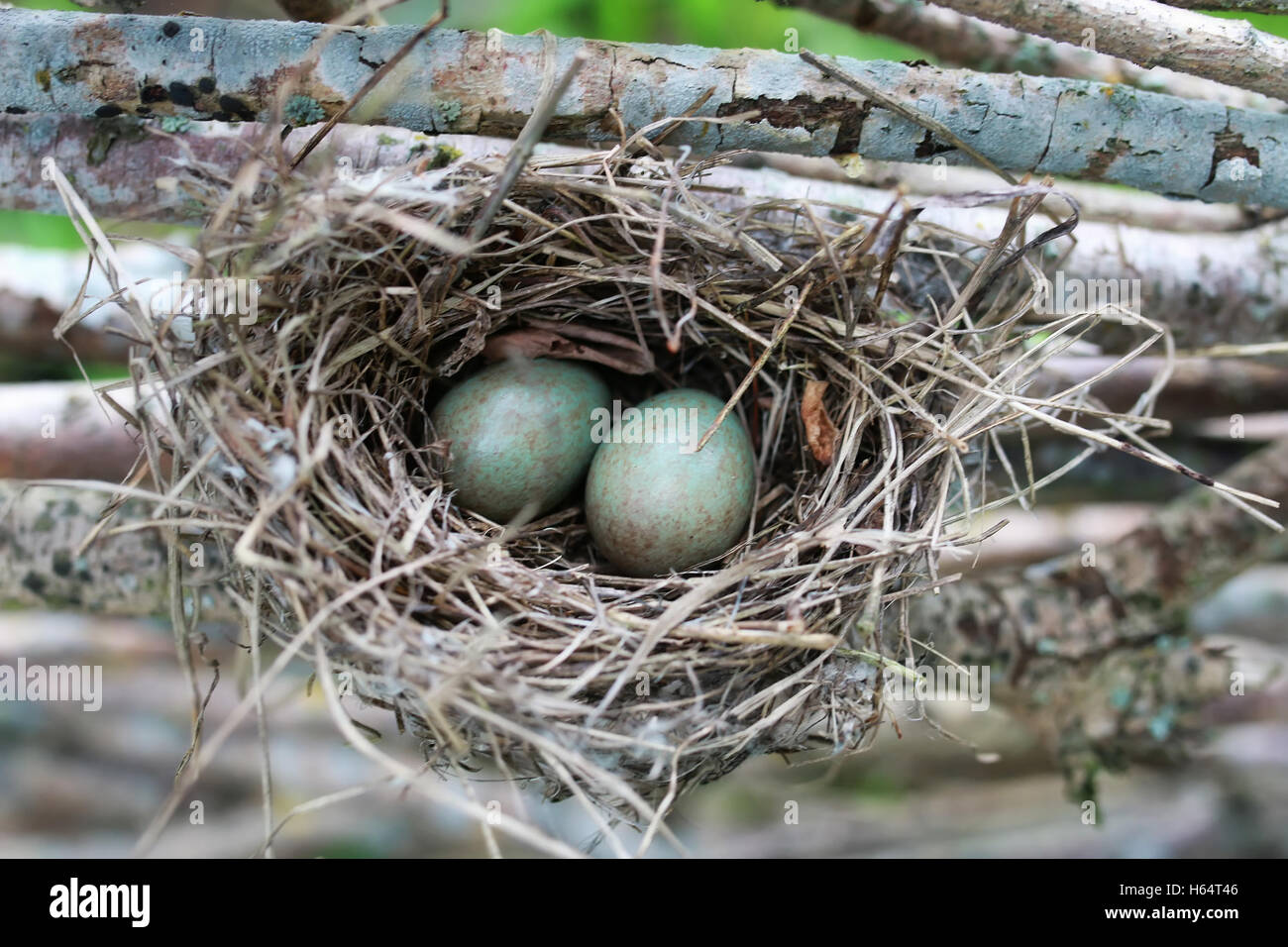 bird nest in nature Stock Photo - Alamy