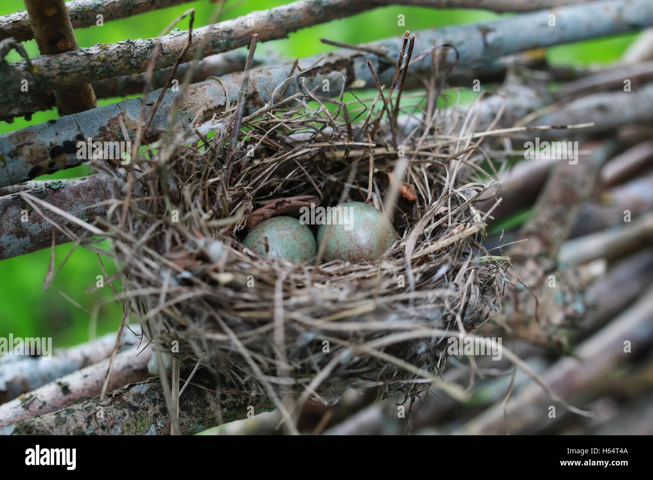bird nest in nature Stock Photo - Alamy