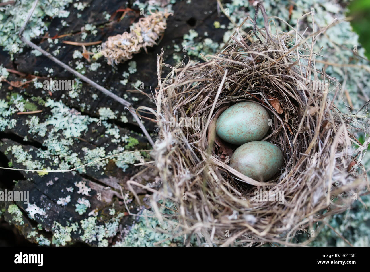 bird nest in nature Stock Photo - Alamy