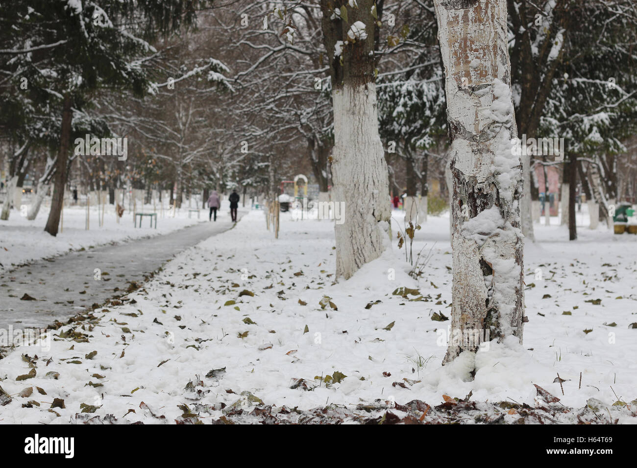 park winter trees and path Stock Photo - Alamy
