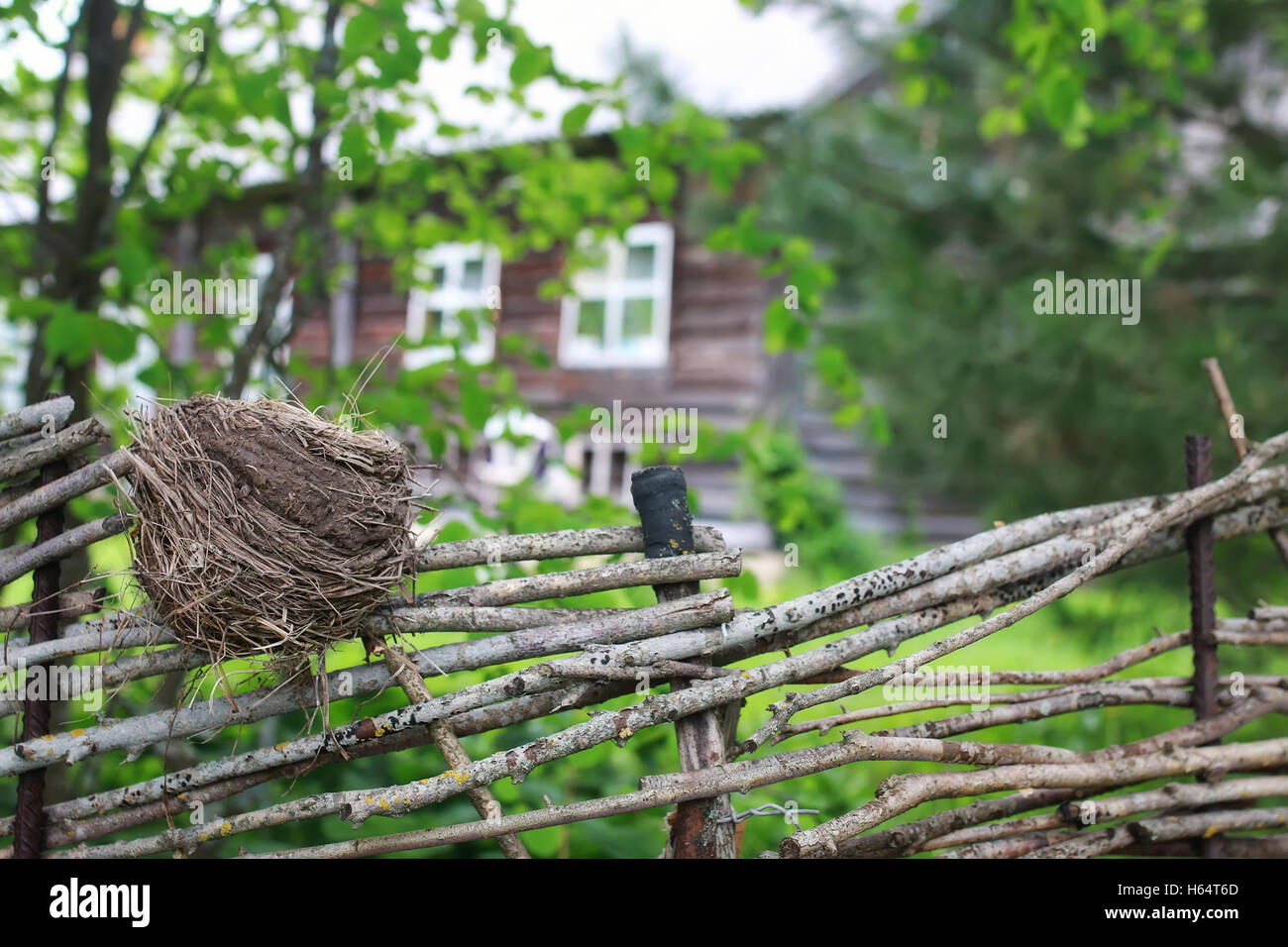 bird nest in nature Stock Photo - Alamy
