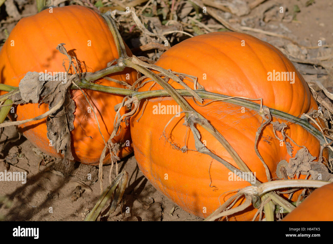 Pumpkins on the vine in agricultural field Stock Photo - Alamy
