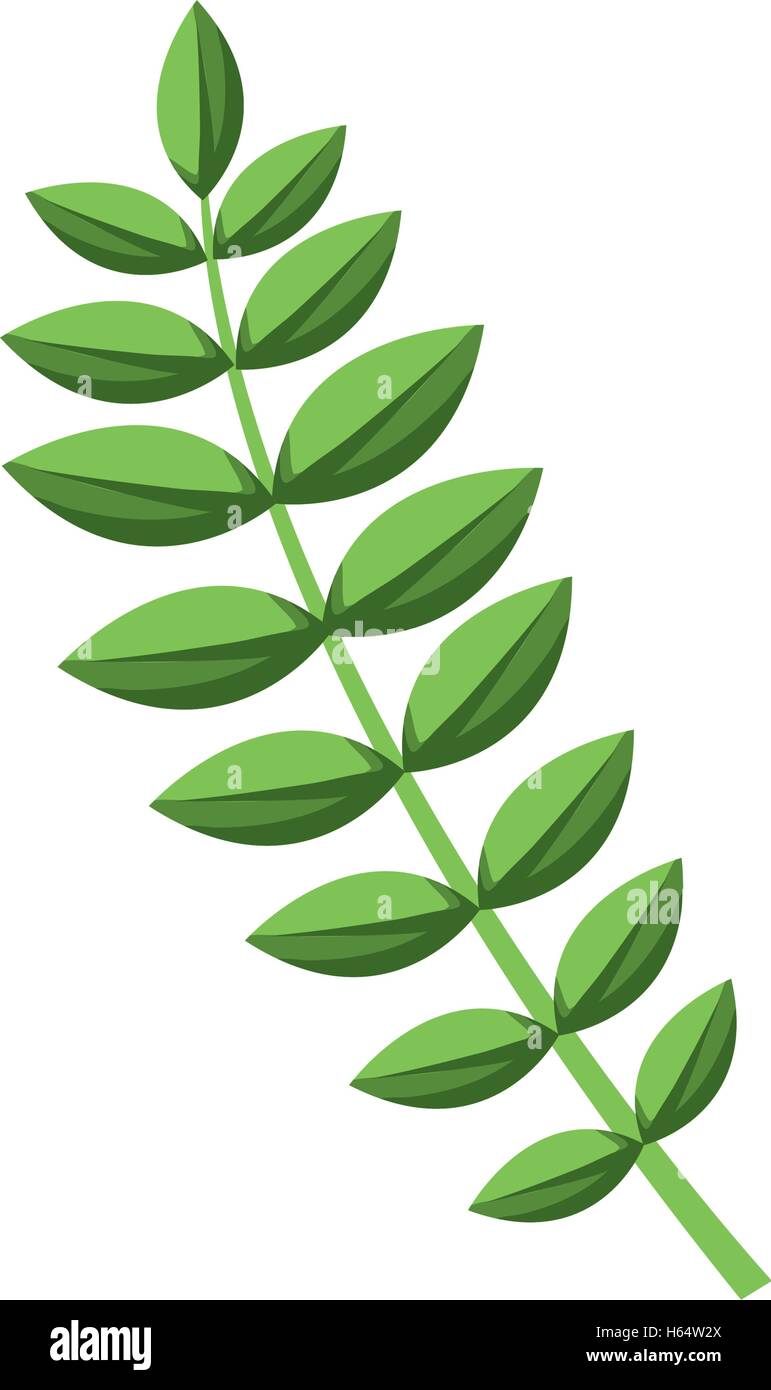 green stem with many oval leaves Stock Vector Image & Art - Alamy