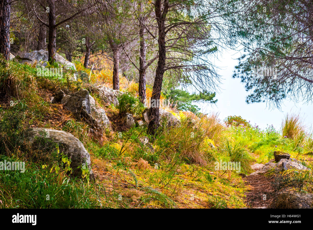 Landscape with trees and stones Stock Photo - Alamy