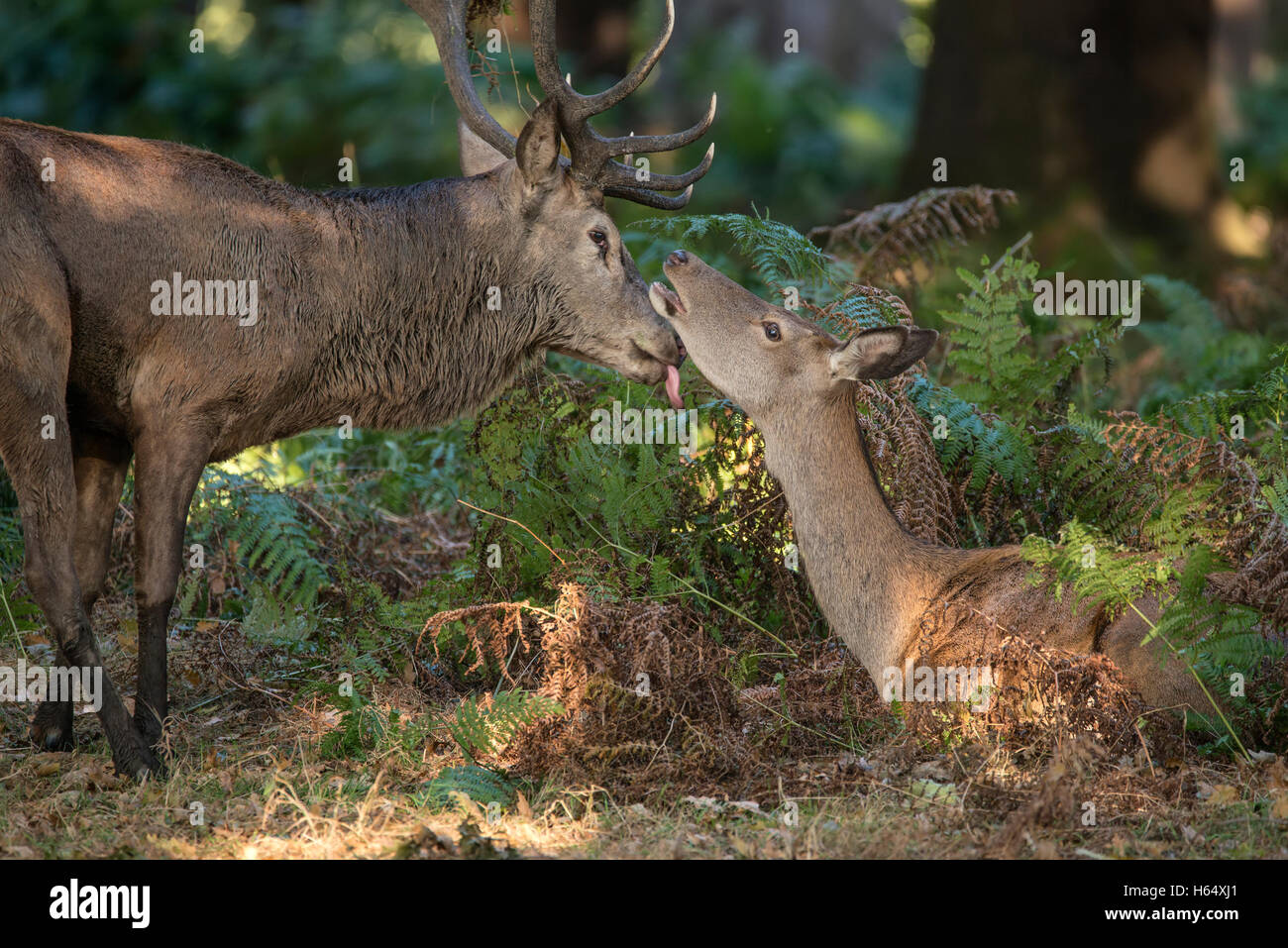 Beautiful intimate tender moment between red deer stag and hind doe ...