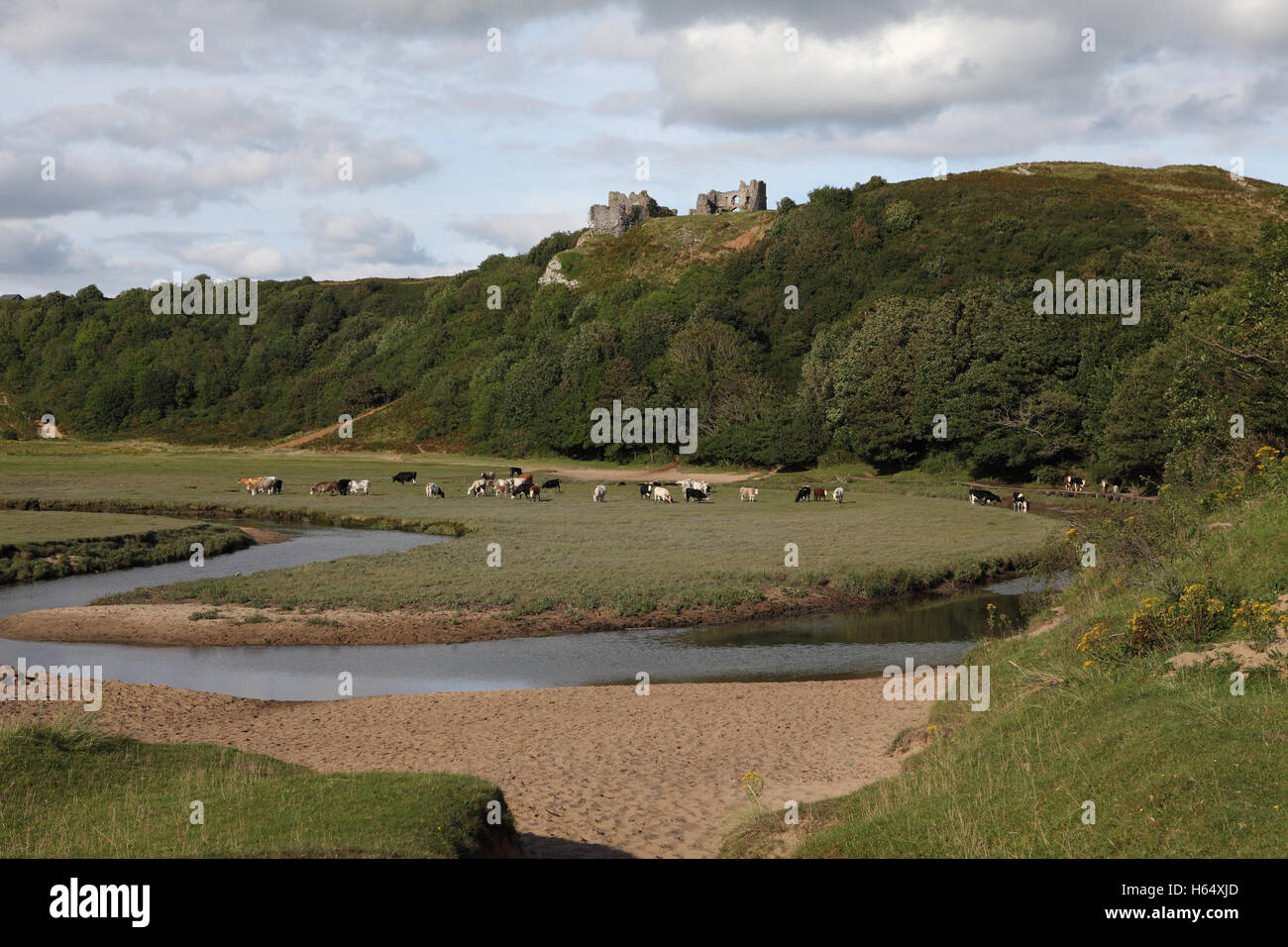 The Pennard Pill River meandering in the valley around the grazing cows ...