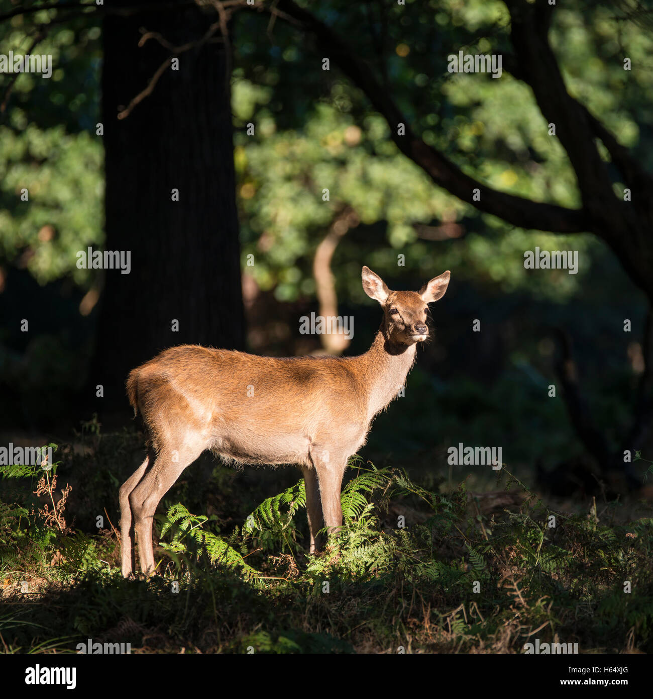 Beautiful hind doe red deer cervus elaphus in dappled sunlight forest ...