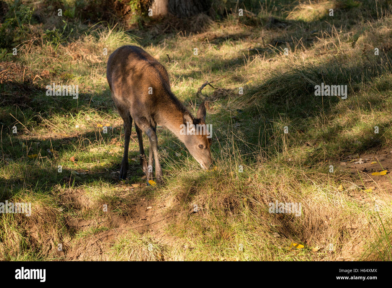 Young hind doe red deer calf in Autumn Fall forest landscape image ...