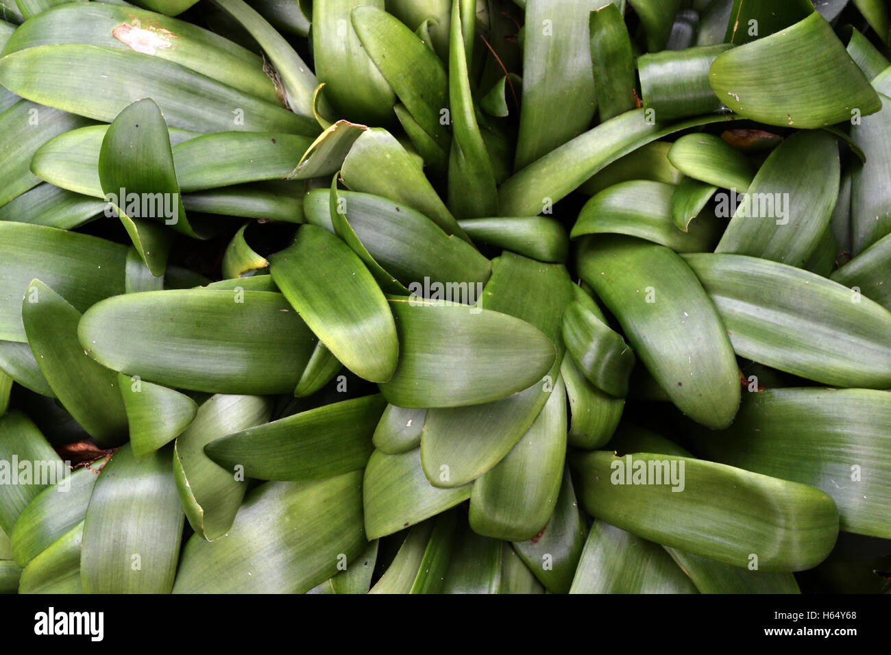 Rubber plant at Dundee Botanic Garden Stock Photo - Alamy