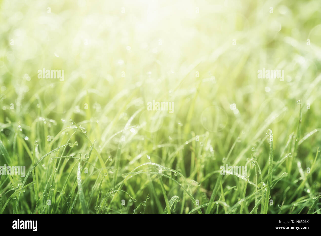 Natural abstract sunny background Stock Photo - Alamy