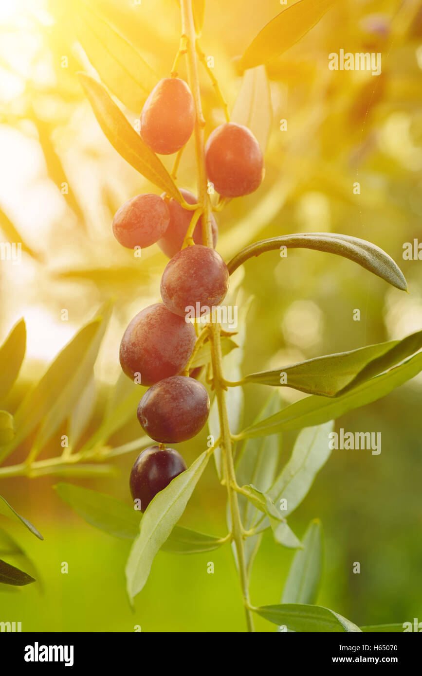 Olive tree with fruits Stock Photo - Alamy