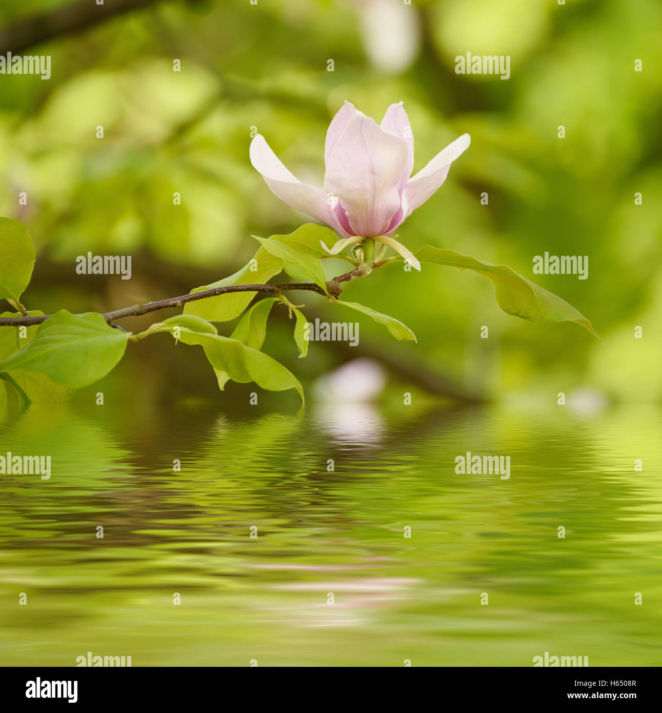 Magnolia spring flowers Stock Photo - Alamy