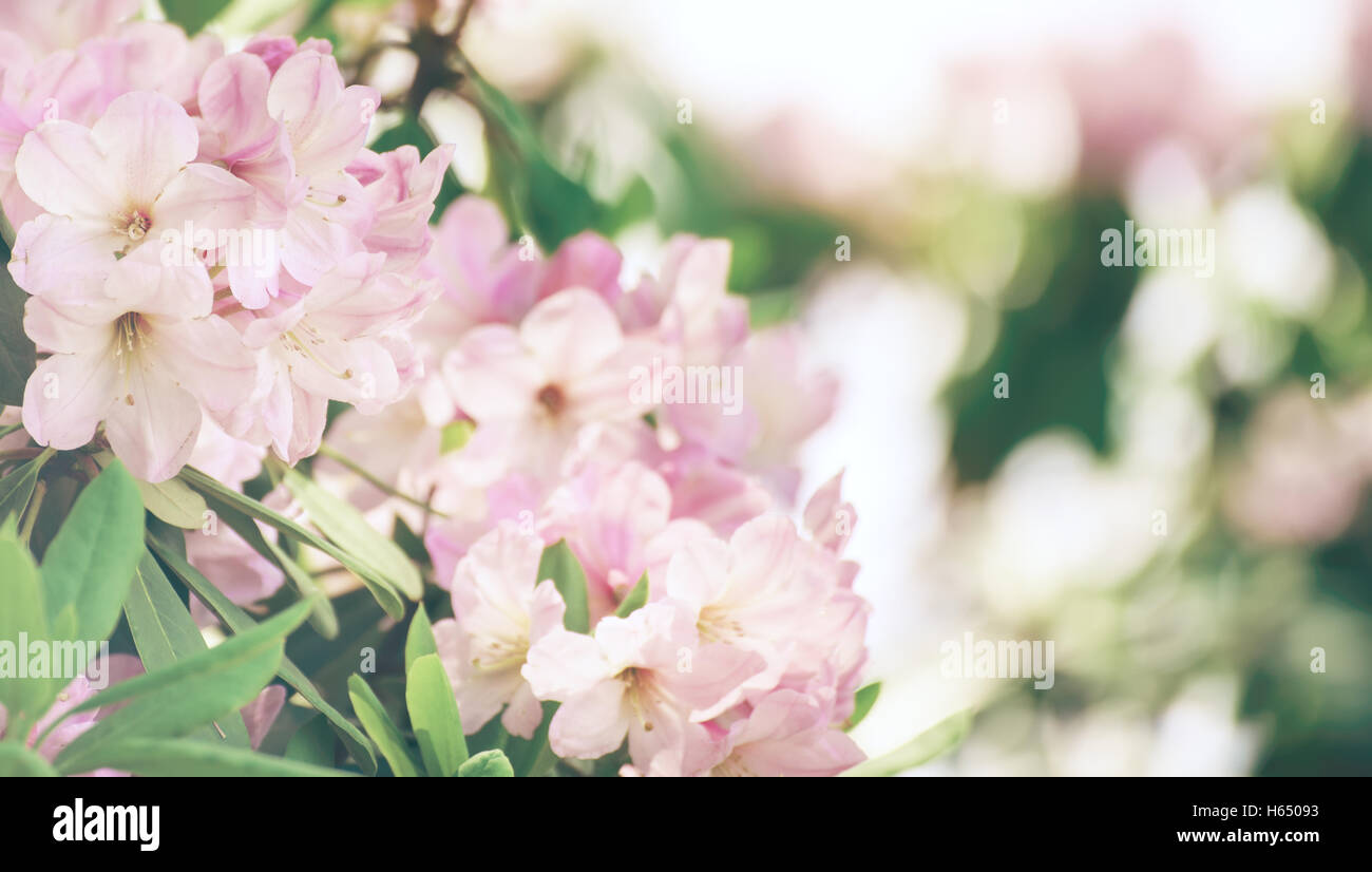 Rhododendron maximum flower hi-res stock photography and images - Alamy
