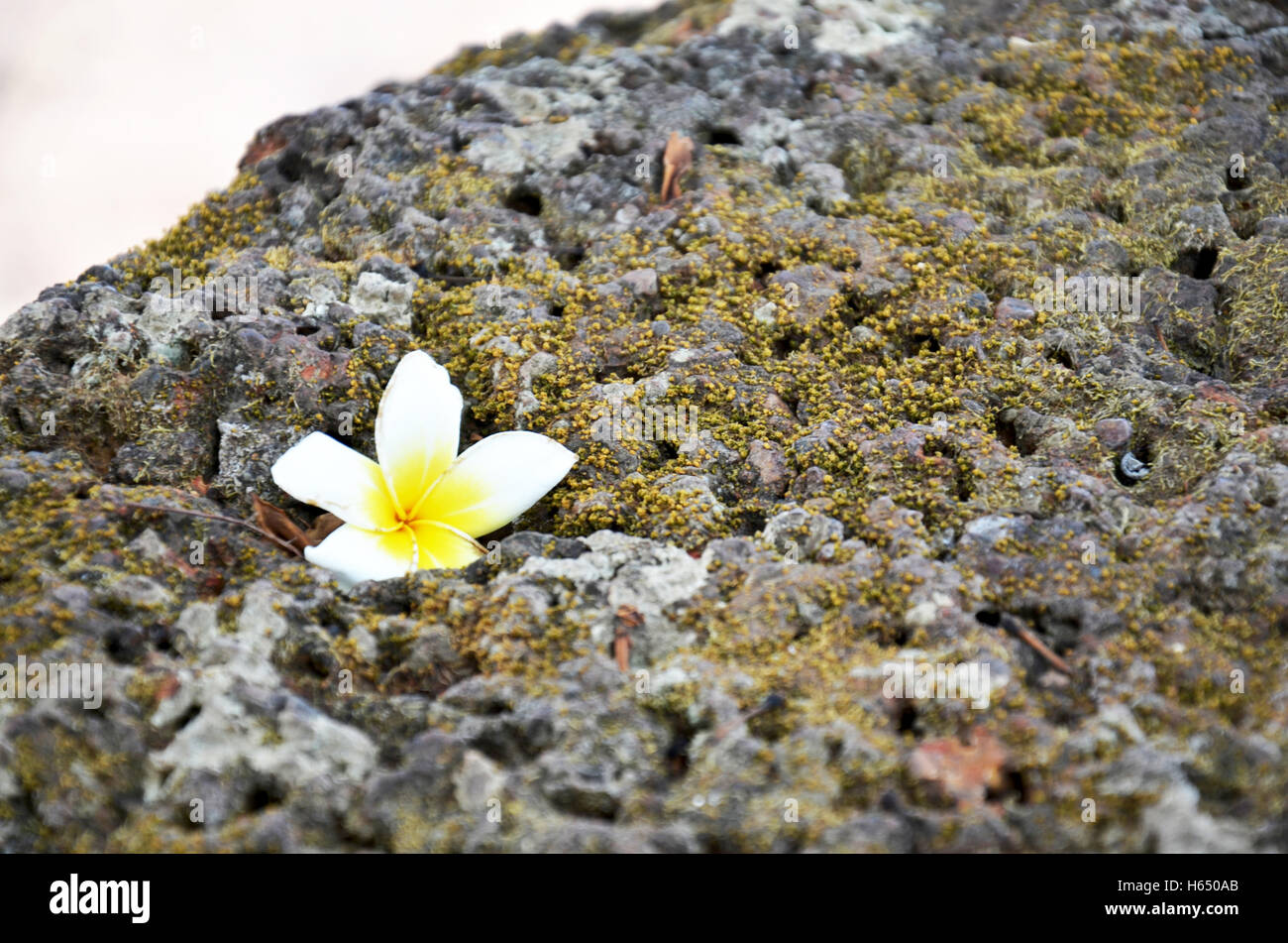 White vat flower hi-res stock photography and images - Alamy
