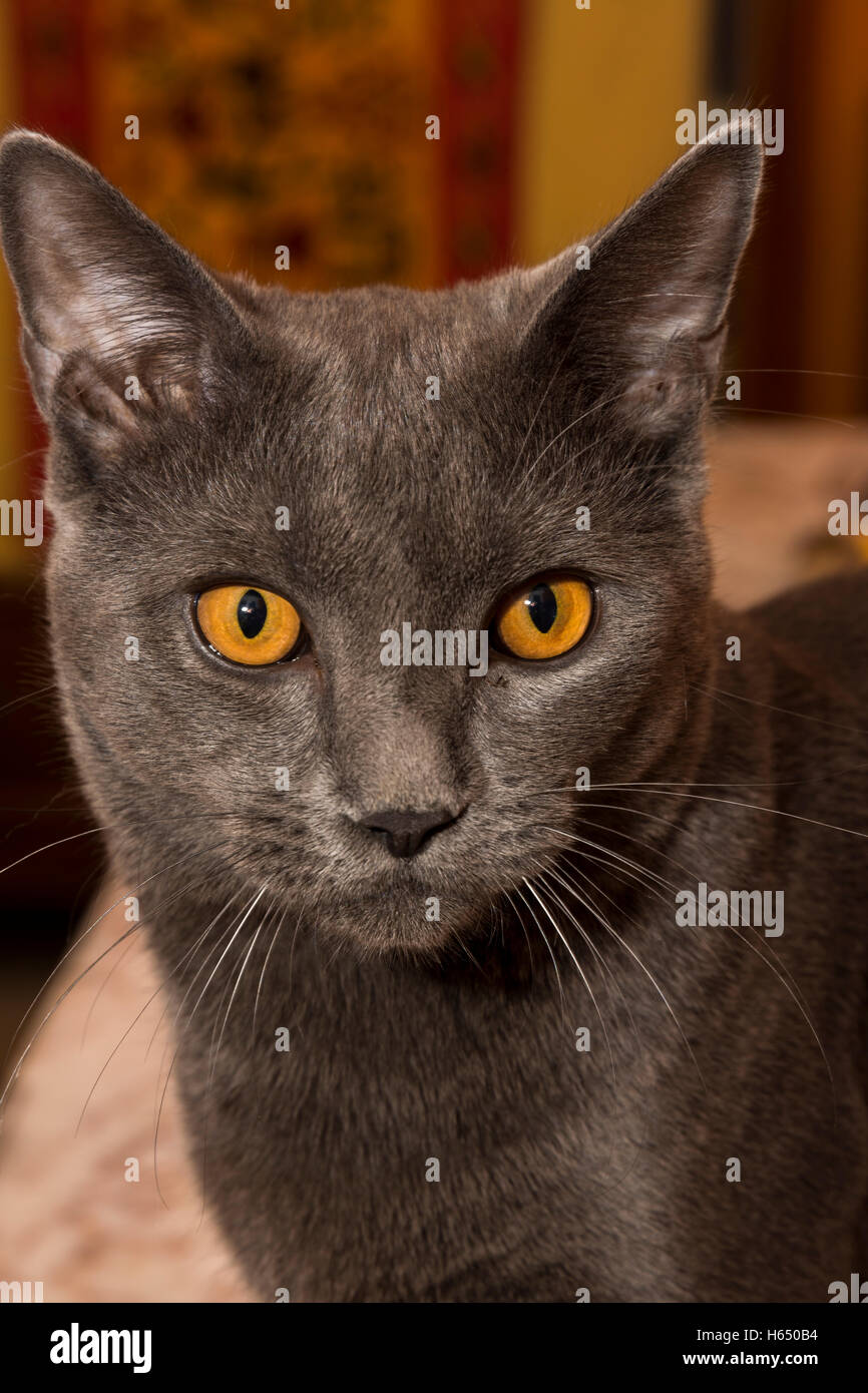 closeup of a gray cat breed Chartreux Stock Photo - Alamy