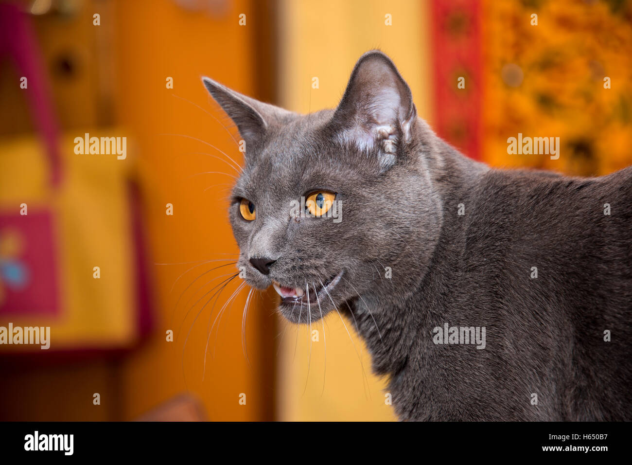 closeup of a gray cat breed Chartreux Stock Photo - Alamy