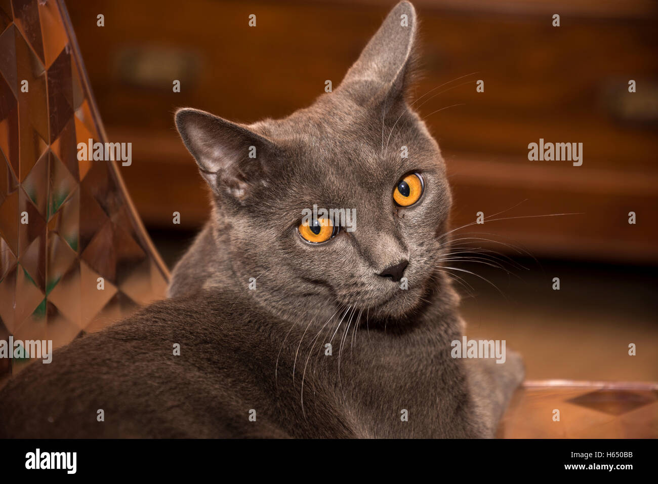 closeup of a gray cat breed Chartreux Stock Photo - Alamy