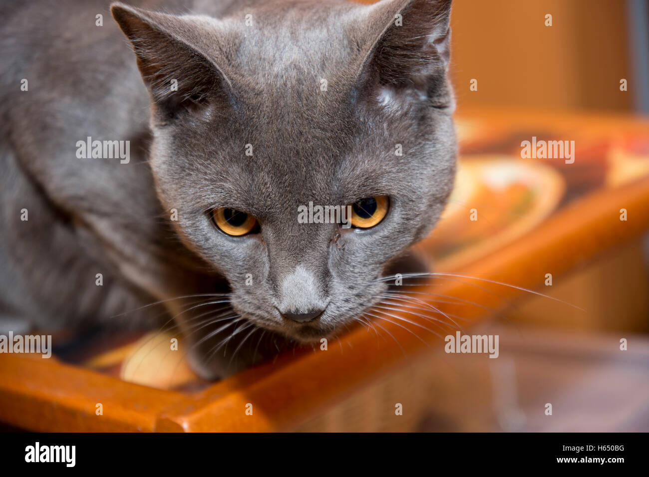 closeup of a gray cat breed Chartreux Stock Photo - Alamy