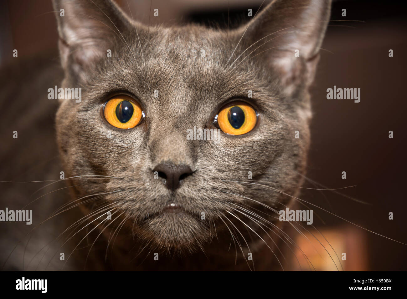 closeup of a gray cat breed Chartreux Stock Photo - Alamy