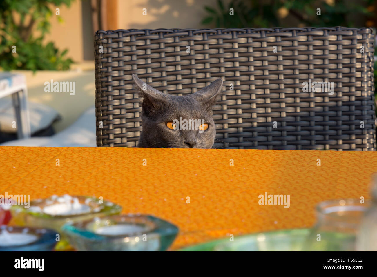 closeup of a gray cat breed Chartreux Stock Photo - Alamy