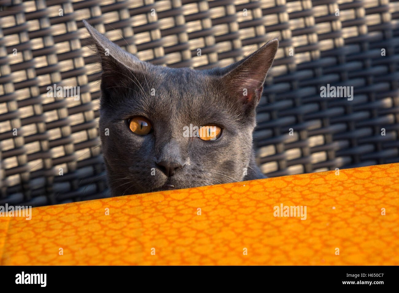 closeup of a gray cat breed Chartreux Stock Photo - Alamy