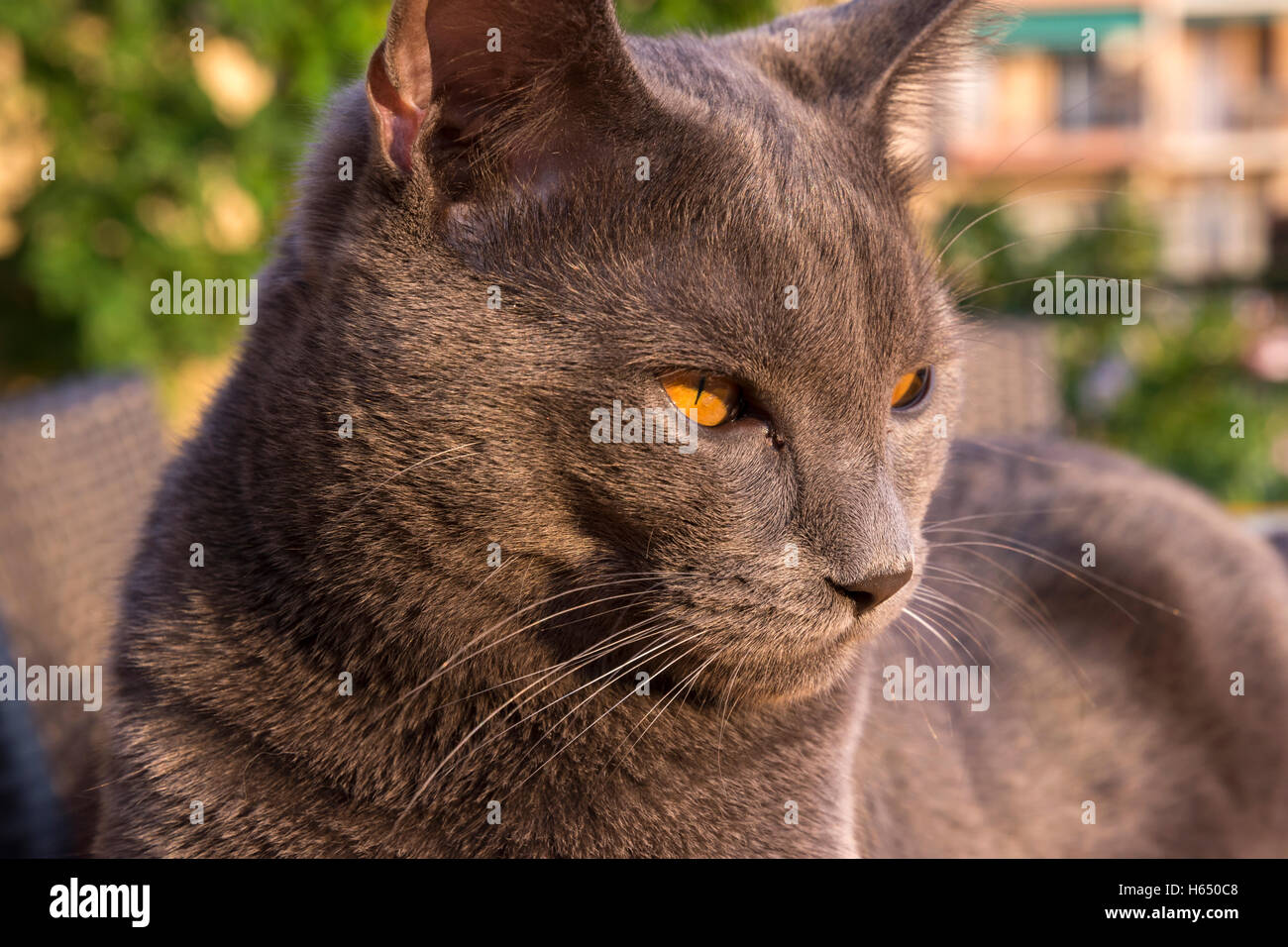 closeup of a gray cat breed Chartreux Stock Photo - Alamy