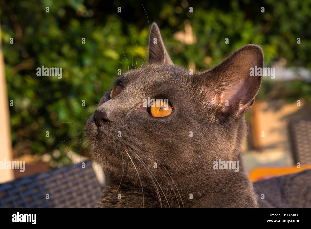 closeup of a gray cat breed Chartreux Stock Photo - Alamy