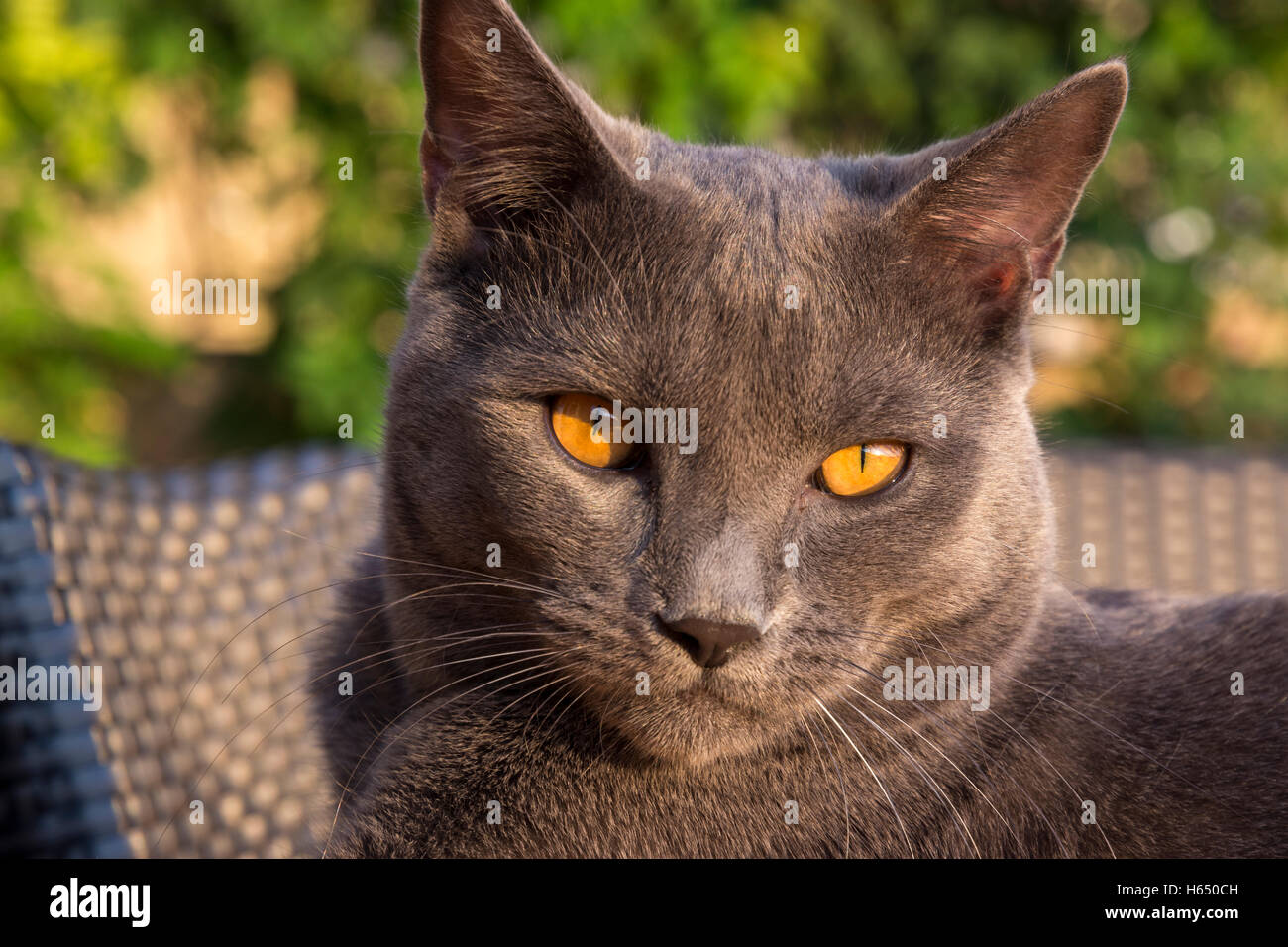 closeup of a gray cat breed Chartreux Stock Photo - Alamy