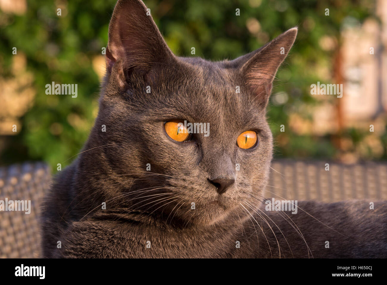 closeup of a gray cat breed Chartreux Stock Photo - Alamy